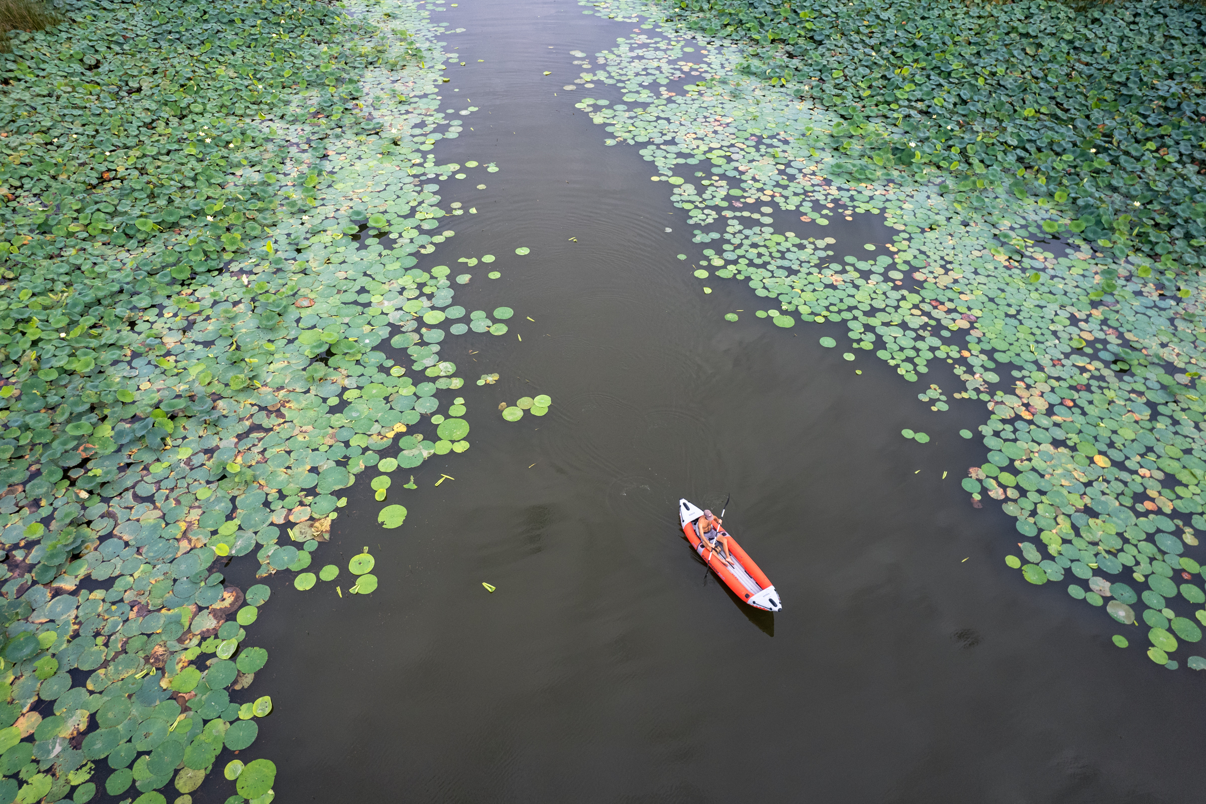 In Photos: Lotus Blooms on Lake Austin - Austin Monthly Magazine