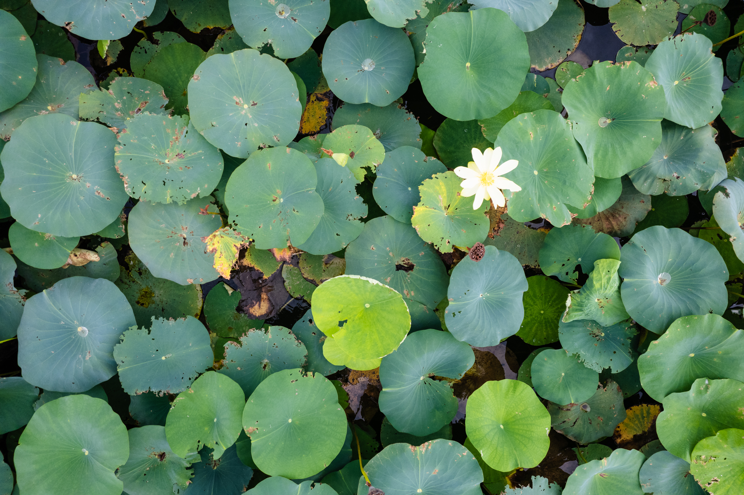 In Photos: Lotus Blooms on Lake Austin - Austin Monthly Magazine