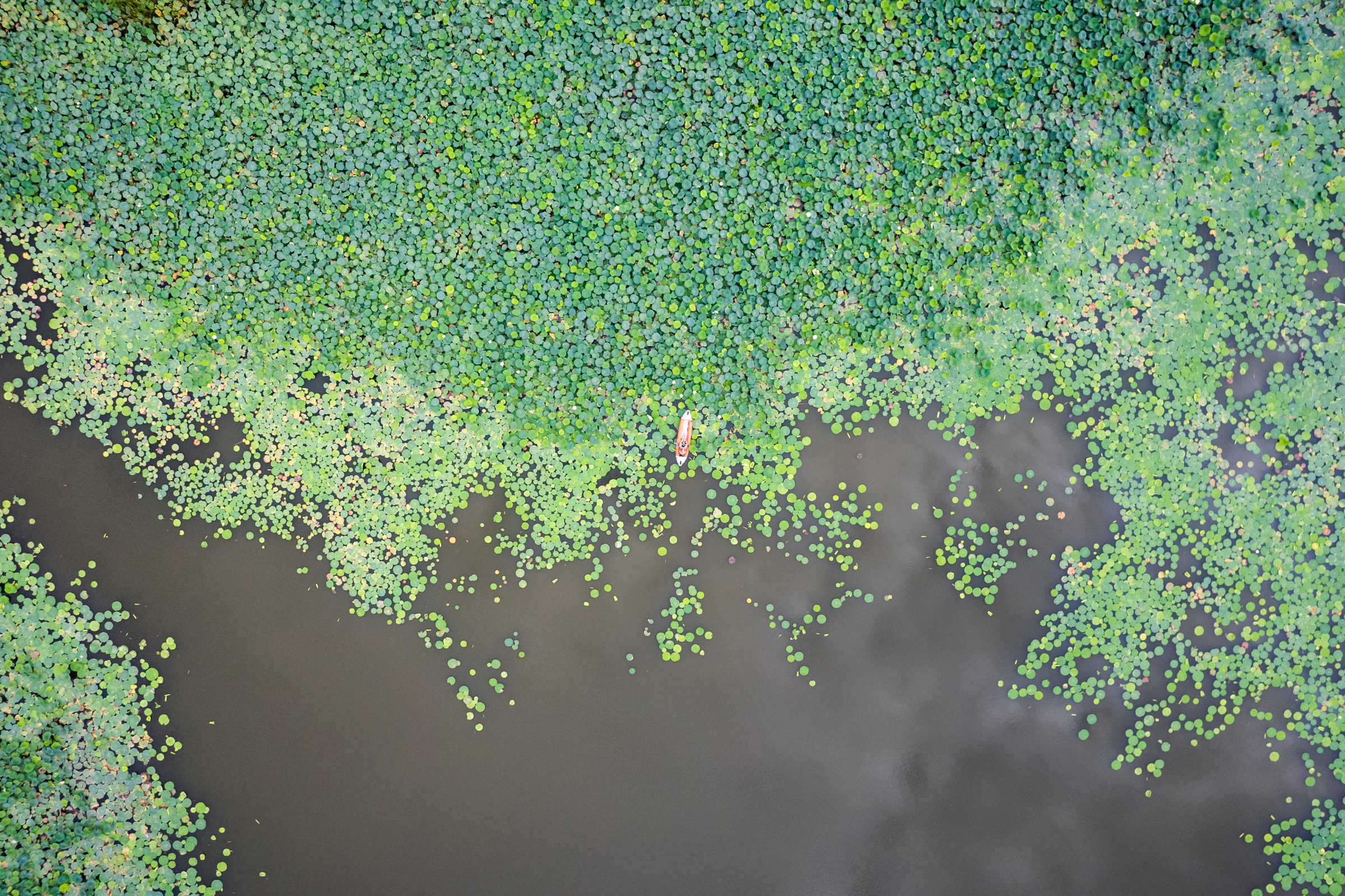 In Photos: Lotus Blooms on Lake Austin - Austin Monthly Magazine
