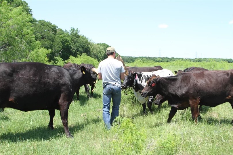 Austin’s Ranger Cattle is a Model of Sustainability and Culinary Star ...