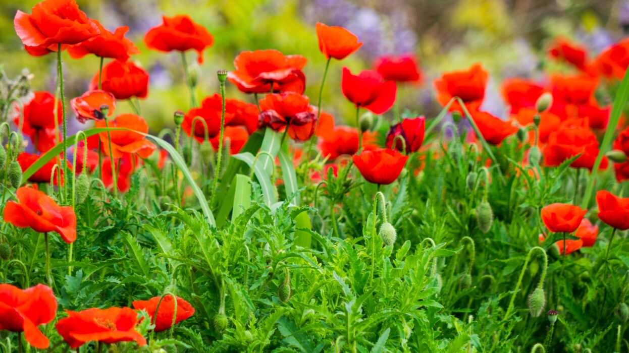 The History of Georgetown’s Red Poppies - Austin Monthly Magazine
